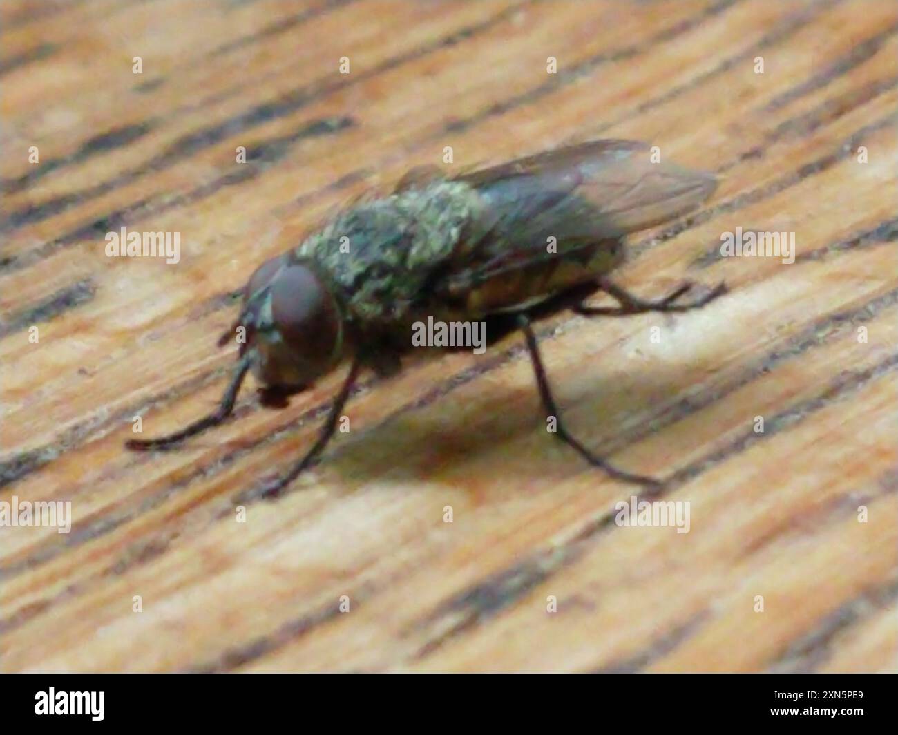 Cluster Flies (Pollenia) Insecta Stock Photo - Alamy