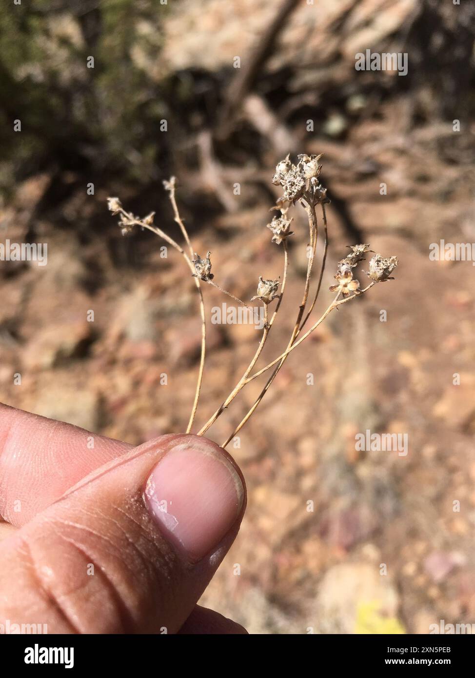 mariola (Parthenium incanum) Plantae Stock Photo - Alamy