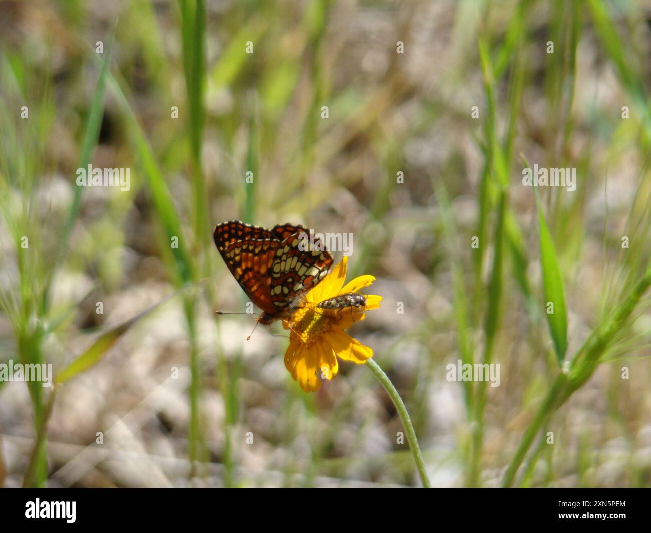 Northern Checkerspot (Chlosyne palla) Insecta Stock Photo - Alamy