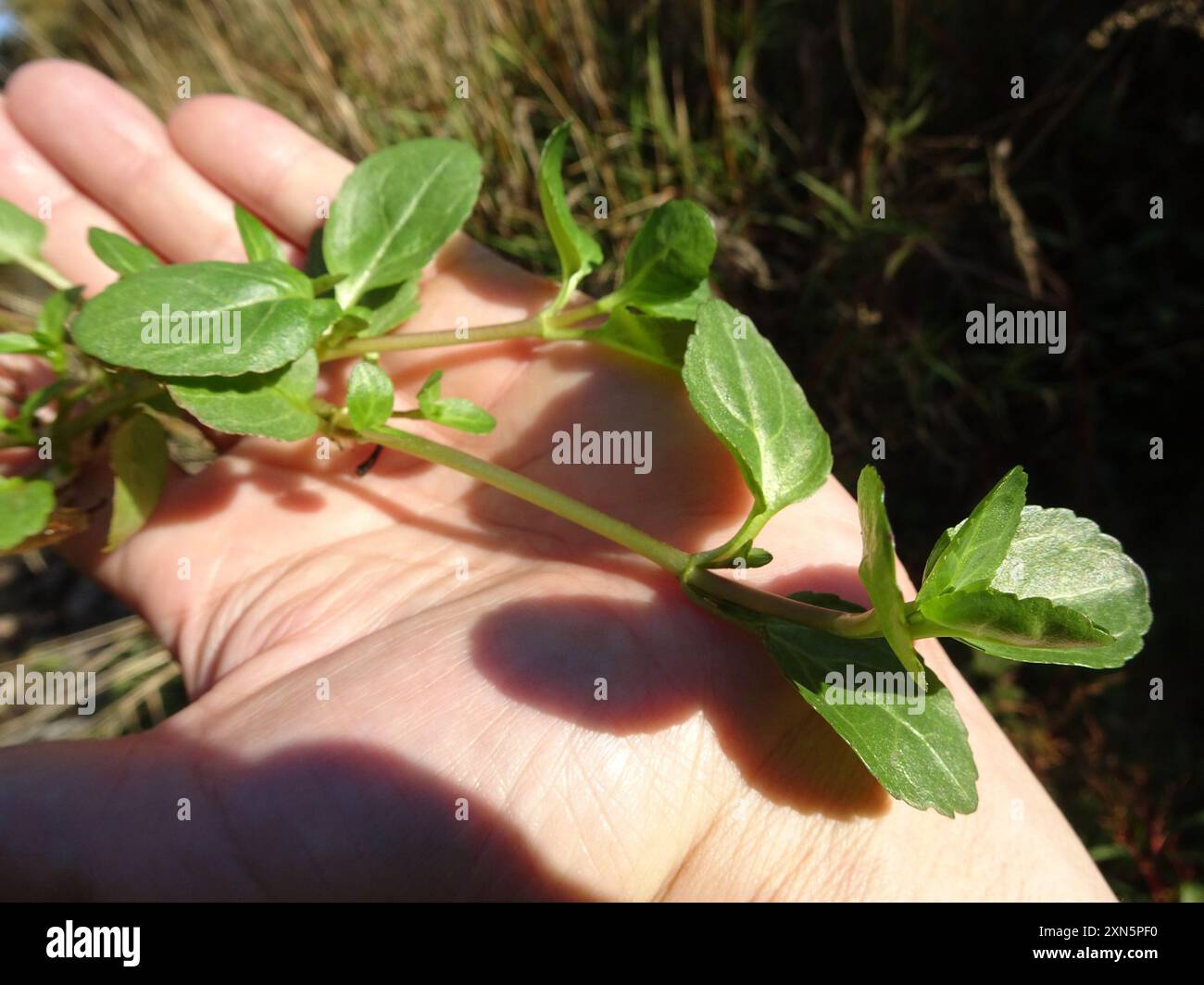 Brooklime (Veronica beccabunga) Plantae Stock Photo - Alamy