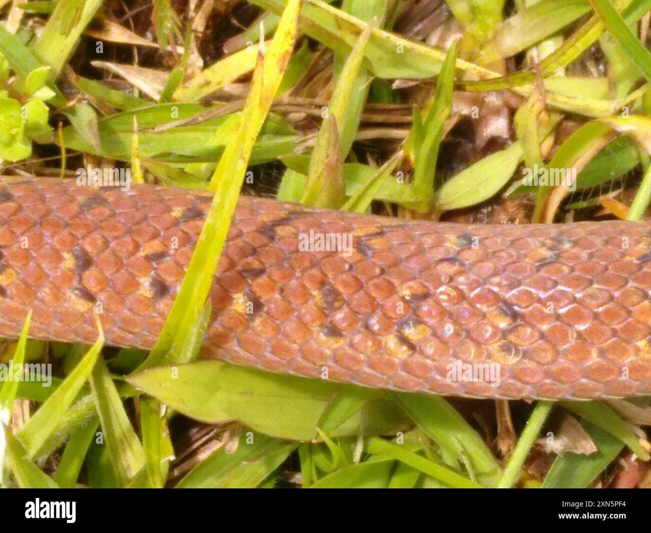 Northern Ground Snake (Atractus nicefori) Reptilia Stock Photo - Alamy
