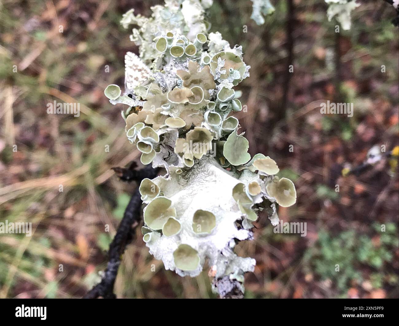 Ruffle Lichens (Parmotrema) Fungi Stock Photo - Alamy