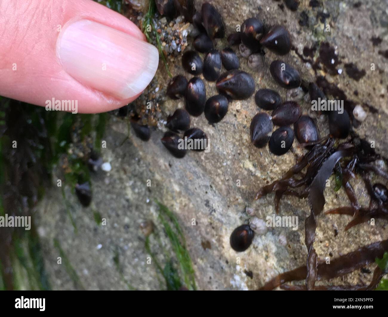 Gastropods (Gastropoda) Mollusca Stock Photo - Alamy