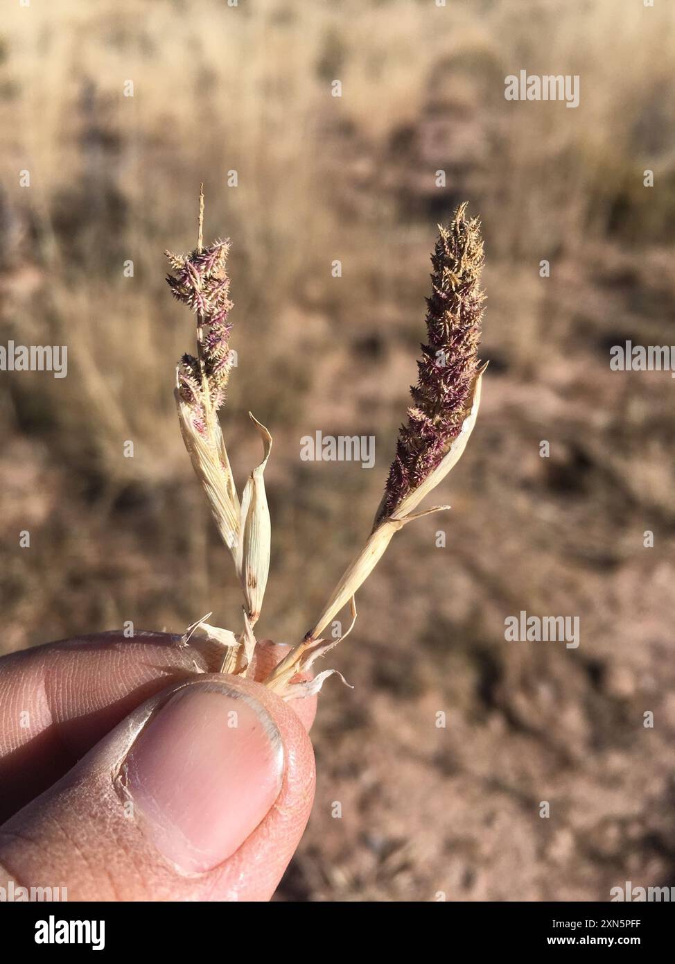 African bur-grass (Tragus berteronianus) Plantae Stock Photo - Alamy