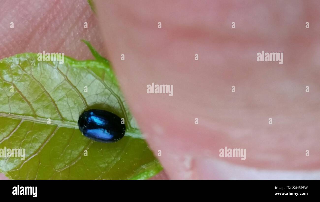 Willow Leaf Beetle (Plagiodera versicolora) Insecta Stock Photo - Alamy