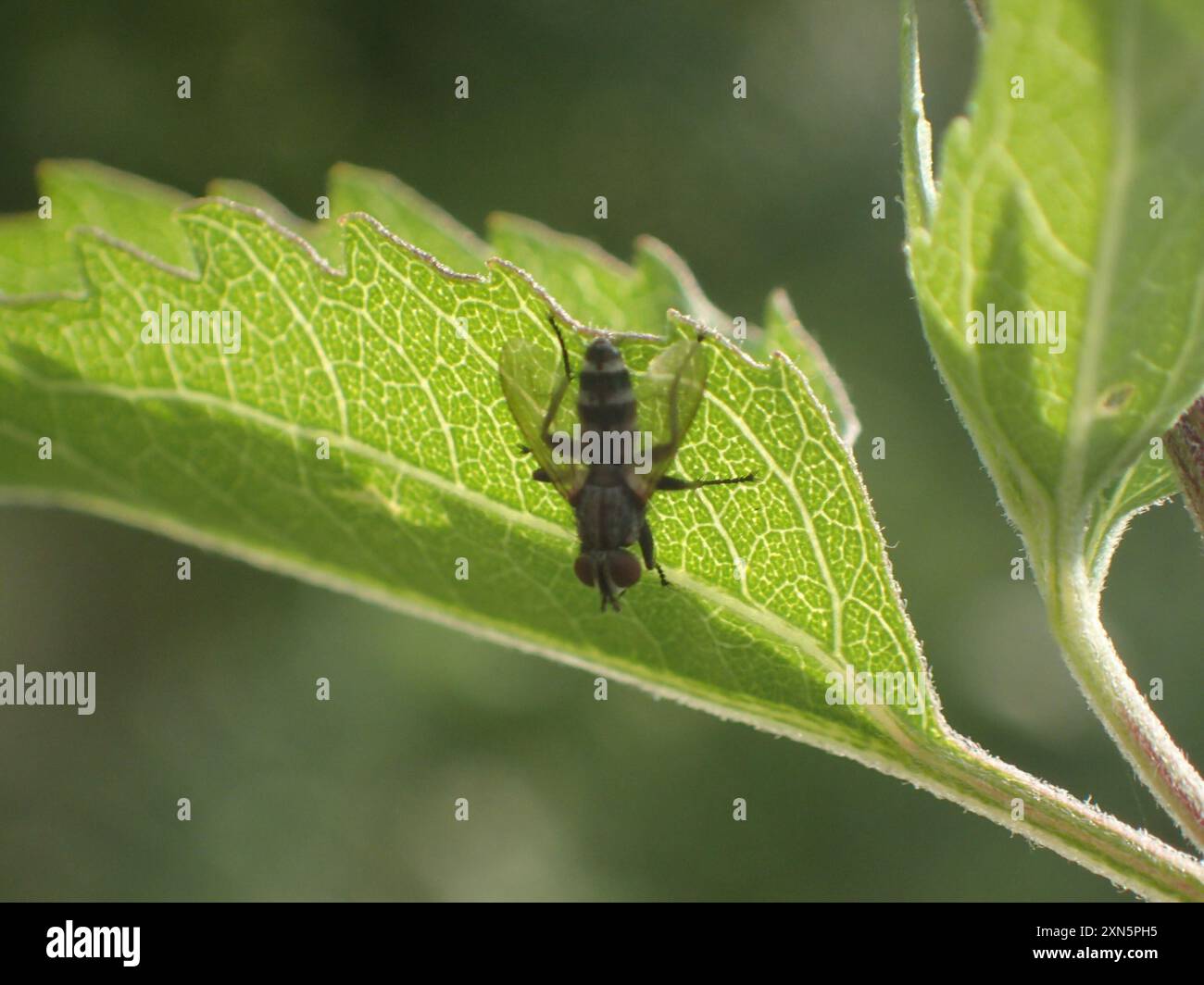 Bristle Flies (Tachinidae) Insecta Stock Photo - Alamy