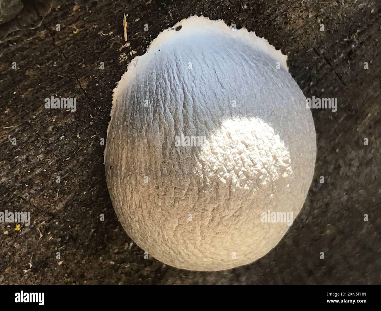 False Puffball (Reticularia lycoperdon) Protozoa Stock Photo - Alamy