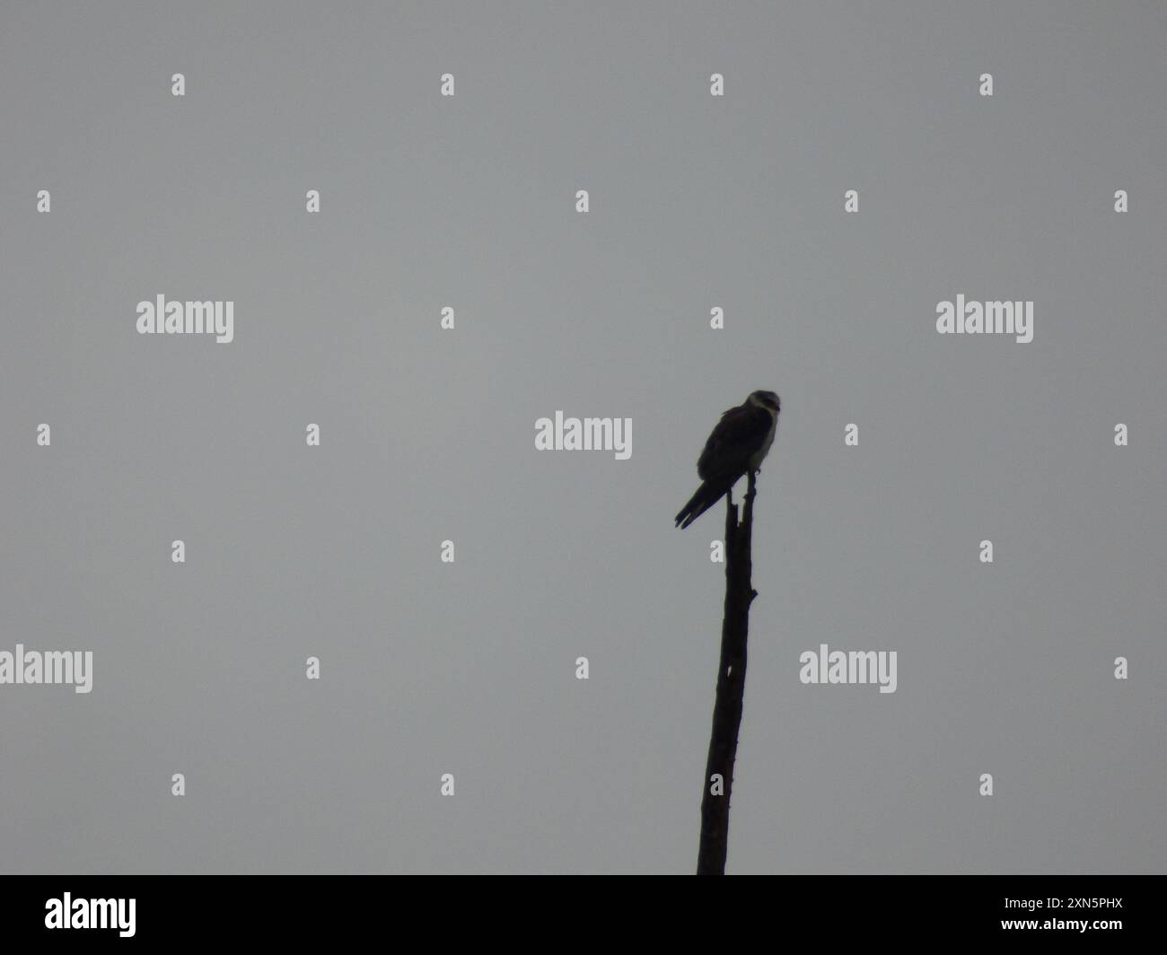 Pearl kite hi-res stock photography and images - Alamy