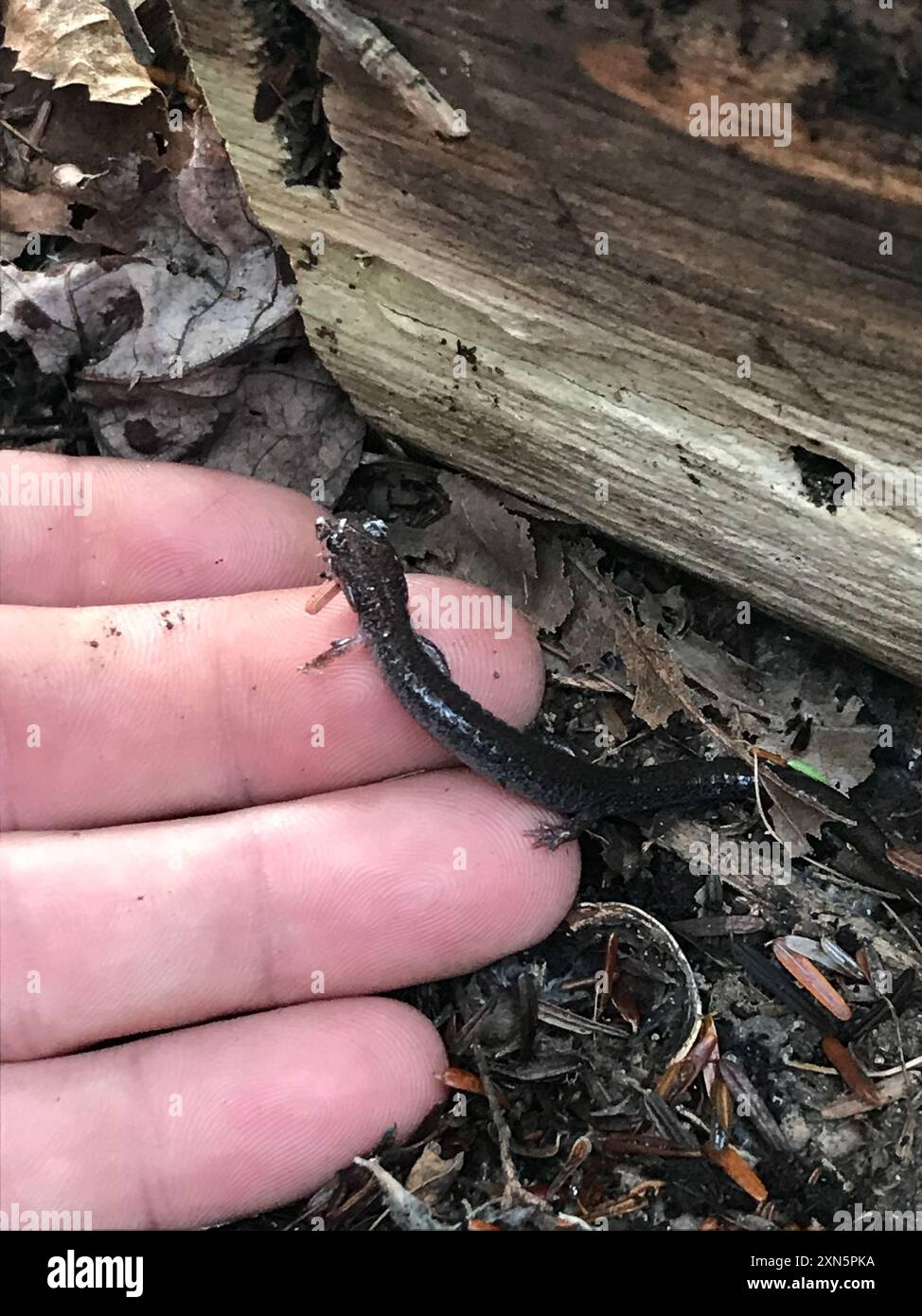 Eastern Red-backed Salamander (Plethodon cinereus) Amphibia Stock Photo ...