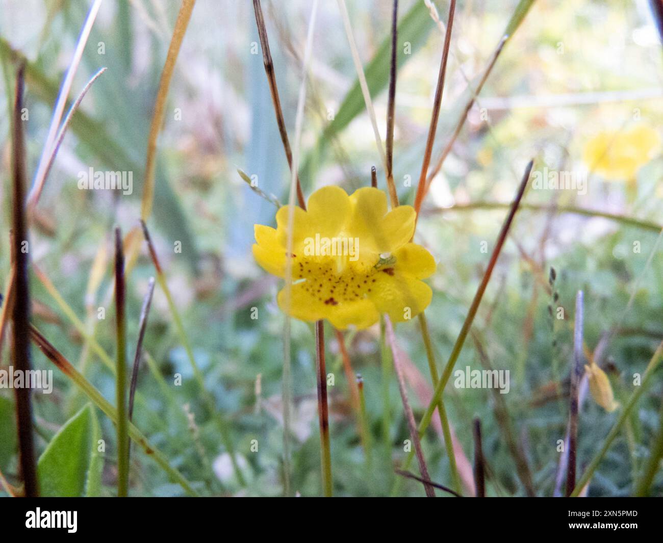 primrose monkeyflower (Erythranthe primuloides) Plantae Stock Photo - Alamy