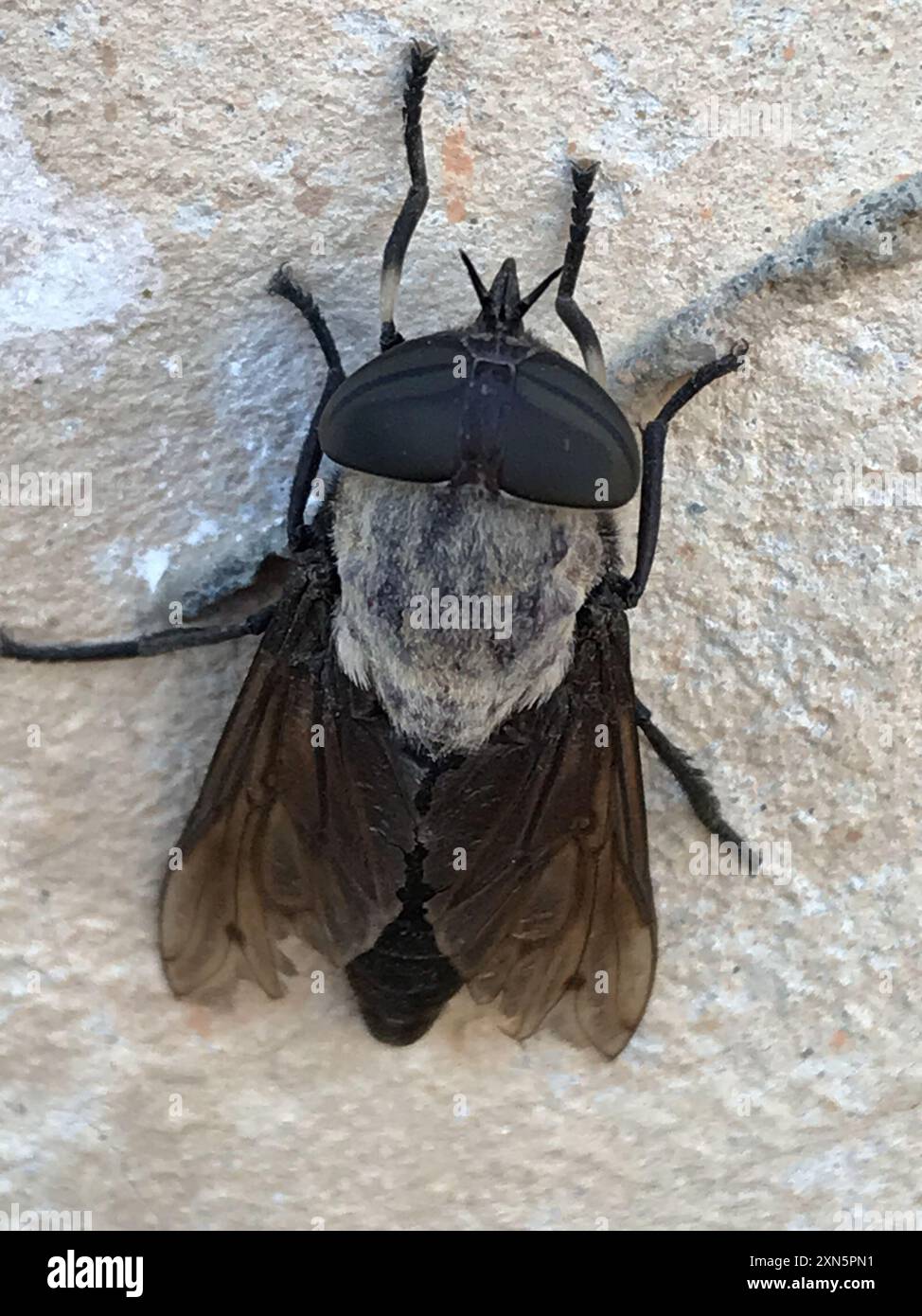 Western Black Horse Fly (Tabanus punctifer) Insecta Stock Photo - Alamy