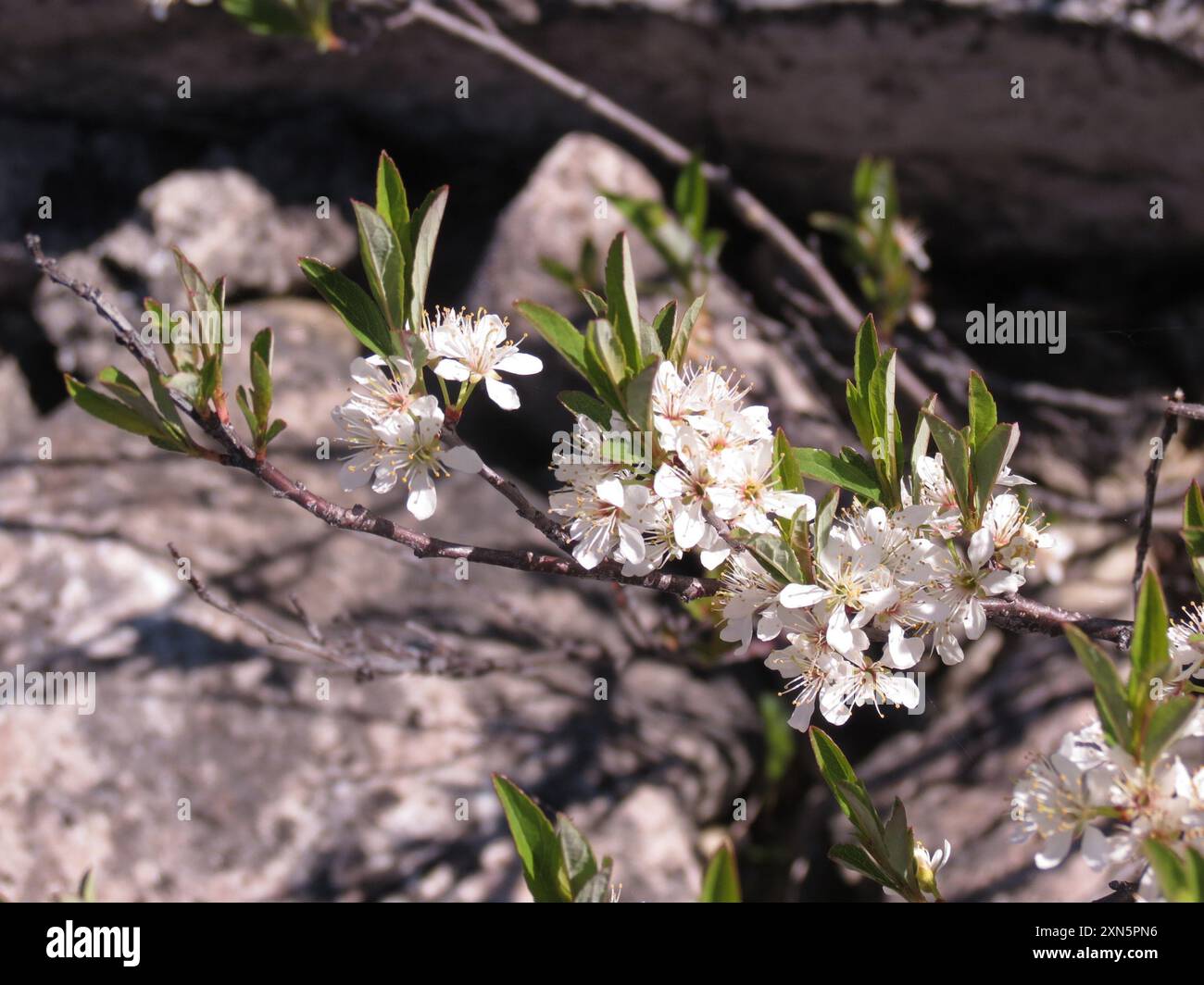 sand cherry (Prunus pumila) Plantae Stock Photo - Alamy