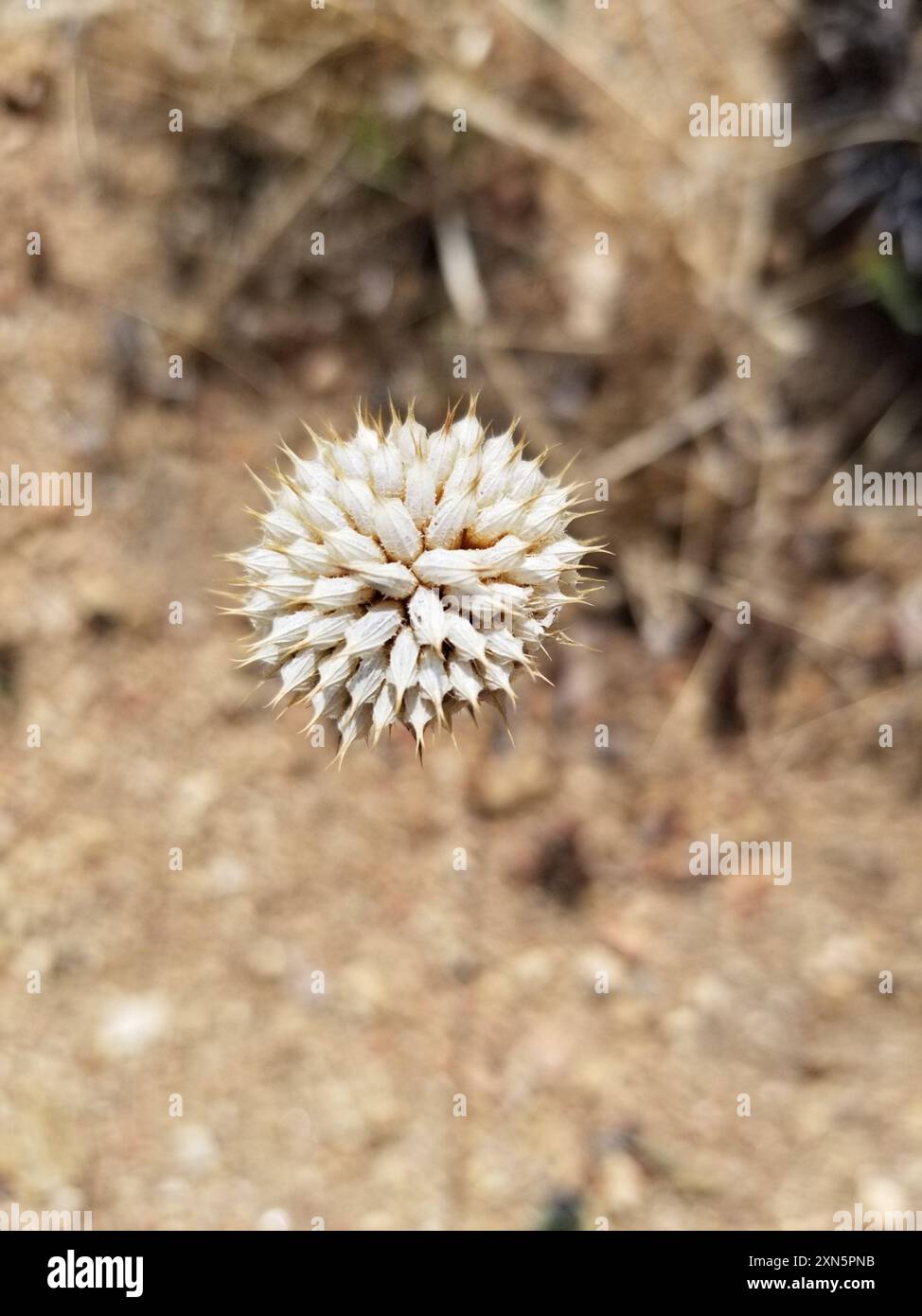 Chia (Salvia columbariae) Plantae Stock Photo - Alamy
