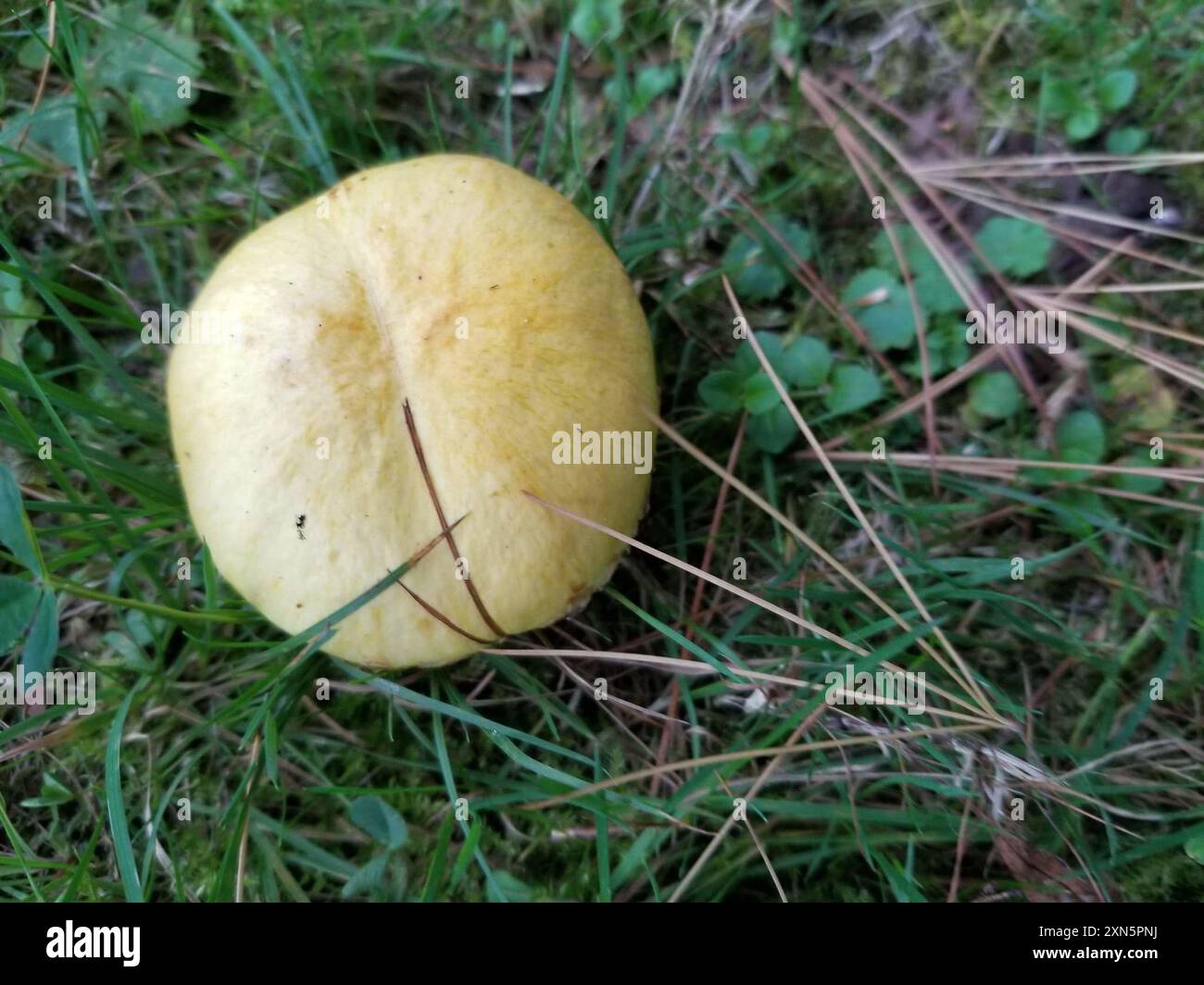 Chicken Fat Mushroom (Suillus americanus) Fungi Stock Photo - Alamy