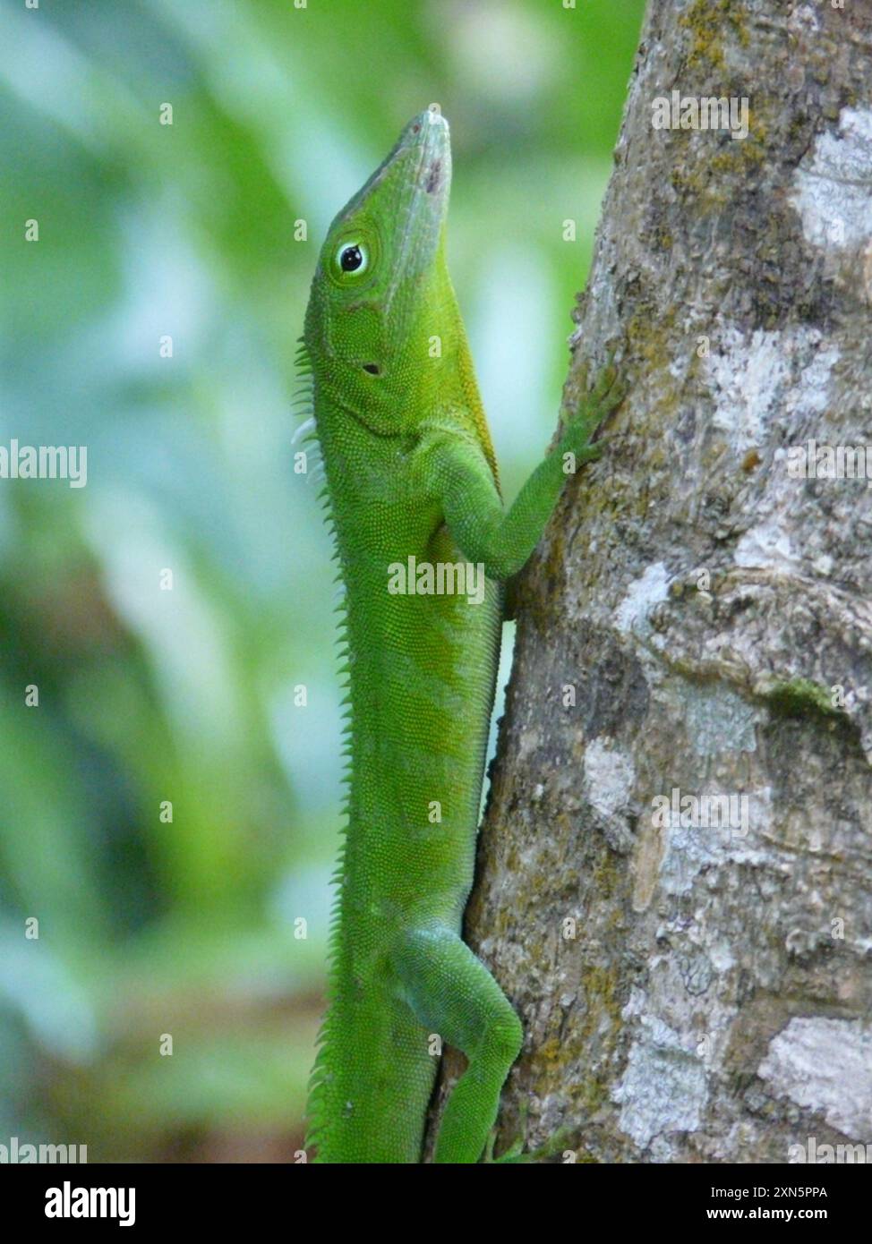Jamaican giant anole anolis garmani hi-res stock photography and images ...