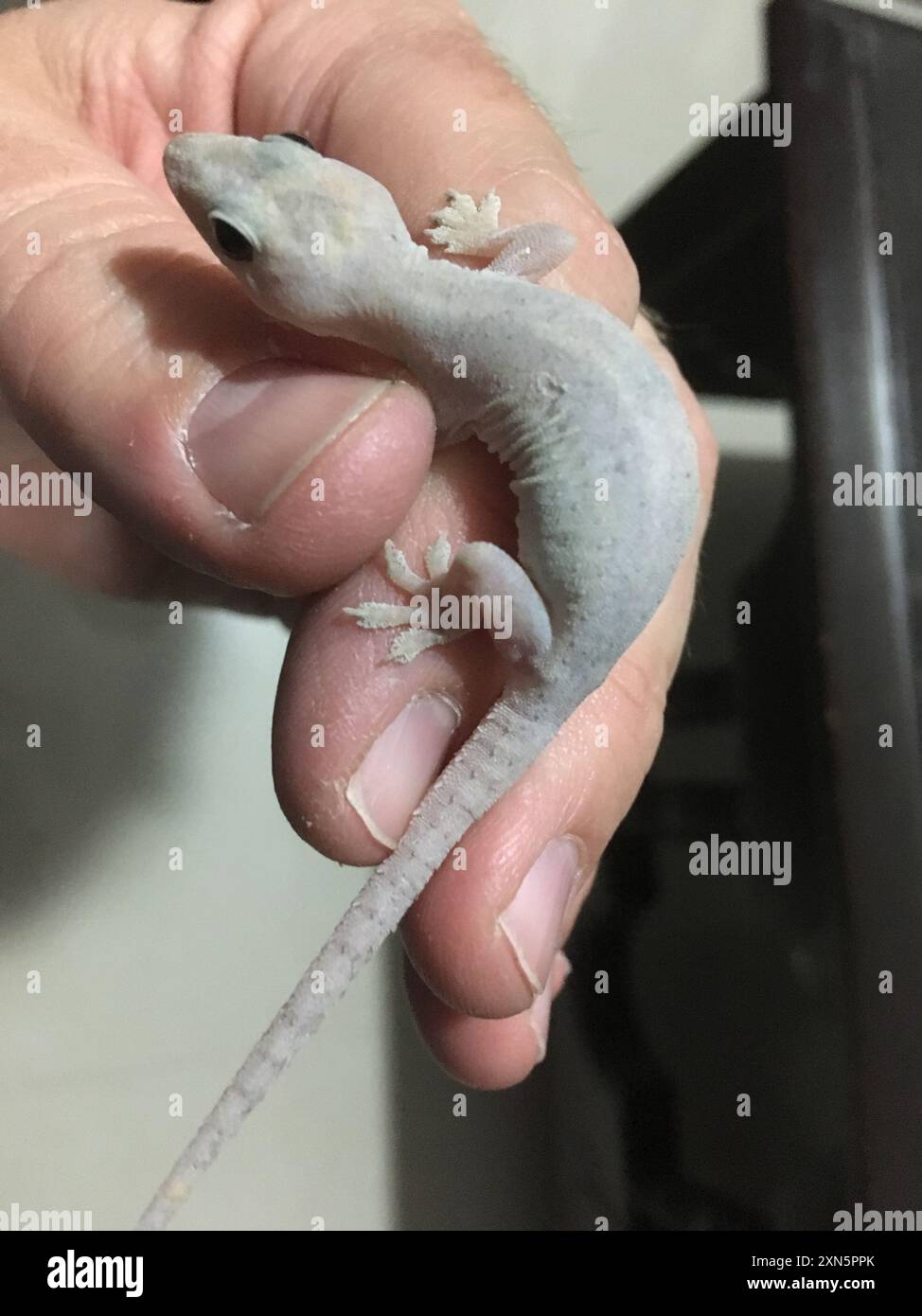Asian House Gecko (Hemidactylus frenatus) Reptilia Stock Photo - Alamy