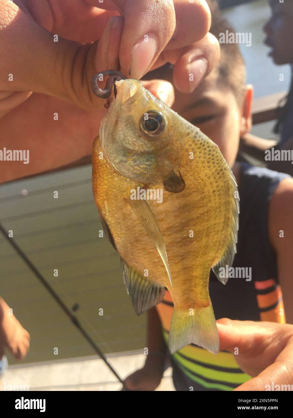 Bluegill (Lepomis macrochirus) Actinopterygii Stock Photo - Alamy