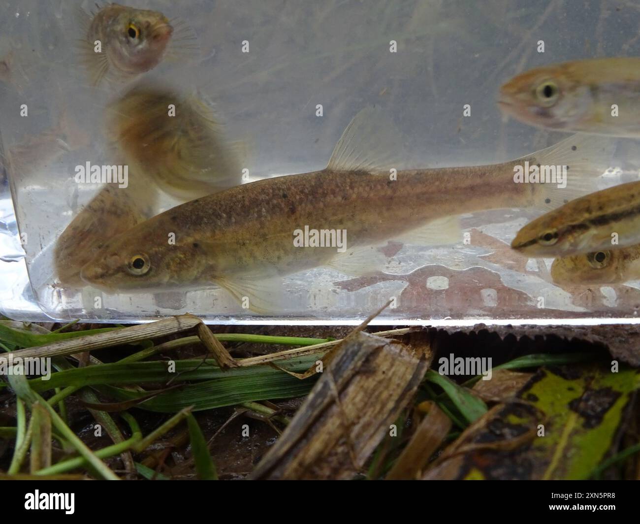 Western Blacknose Dace Scientific Name