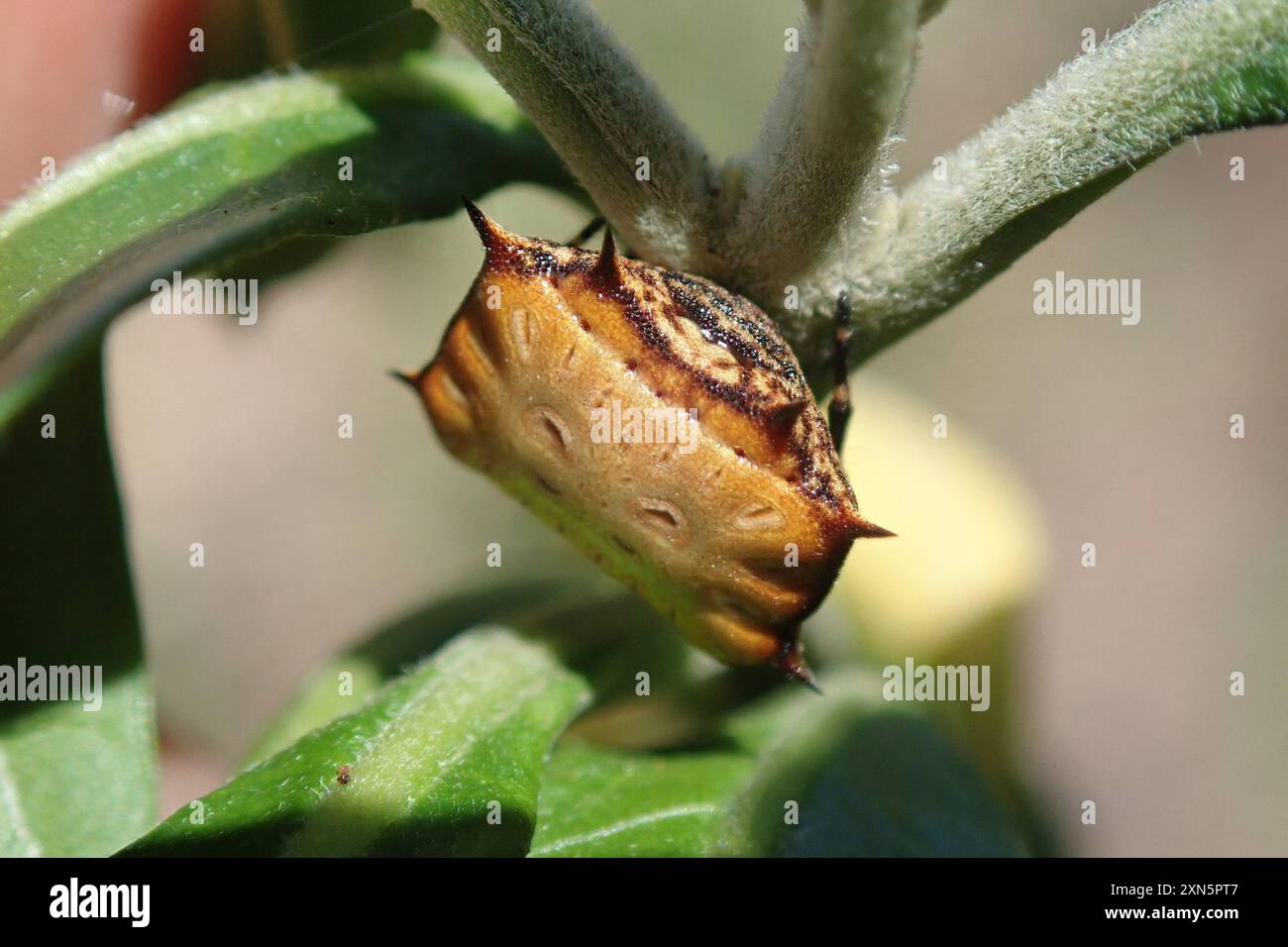 Tabulata hi-res stock photography and images - Alamy