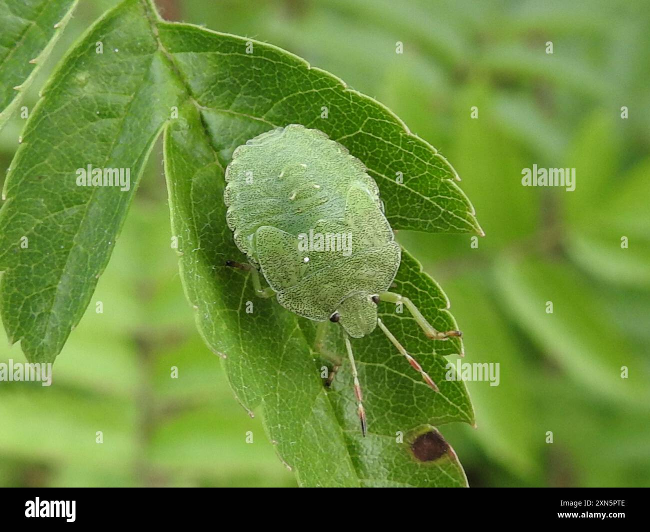 Green Shield Bug (Palomena prasina) Insecta Stock Photo - Alamy