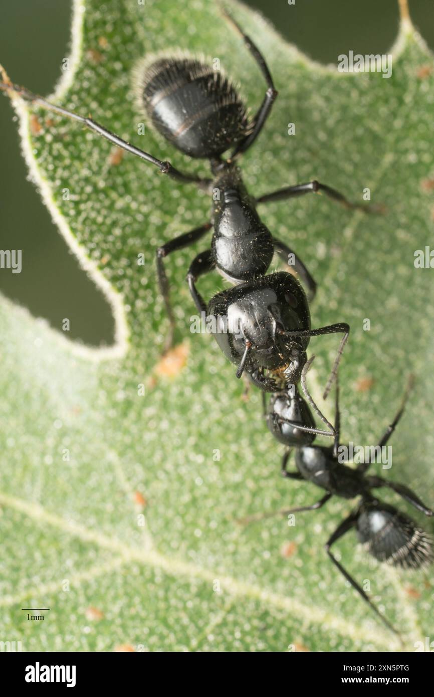 Hairy Smooth Carpenter Ant (Camponotus laevissimus) Insecta Stock Photo ...