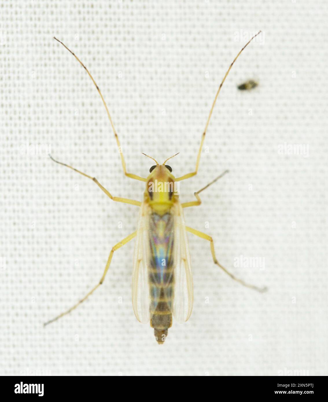 Non-biting Midges (Chironomidae) Insecta Stock Photo - Alamy