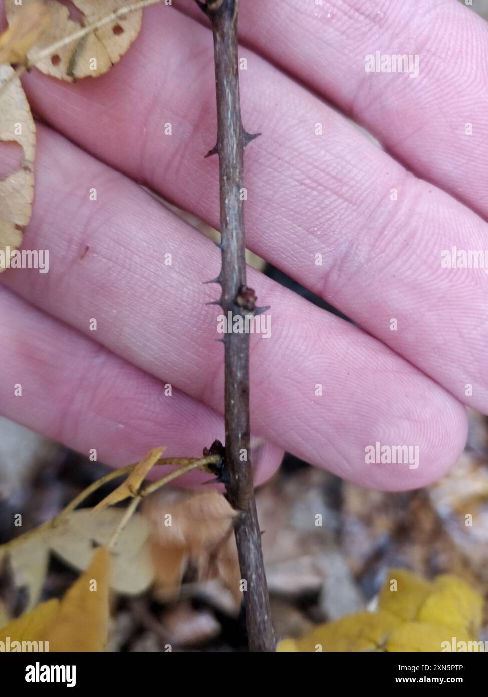 common prickly ash (Zanthoxylum americanum) Plantae Stock Photo - Alamy