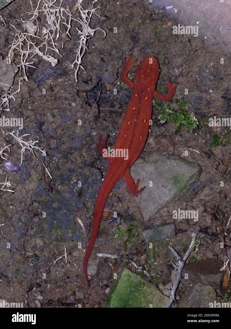 Eastern Newt (Notophthalmus viridescens) Amphibia Stock Photo - Alamy