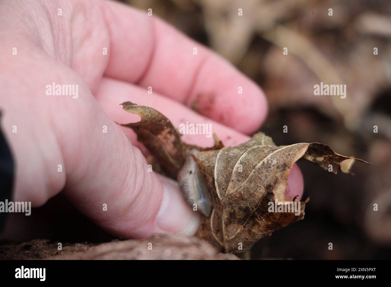 Smooth Land Slugs (Deroceras) Mollusca Stock Photo - Alamy