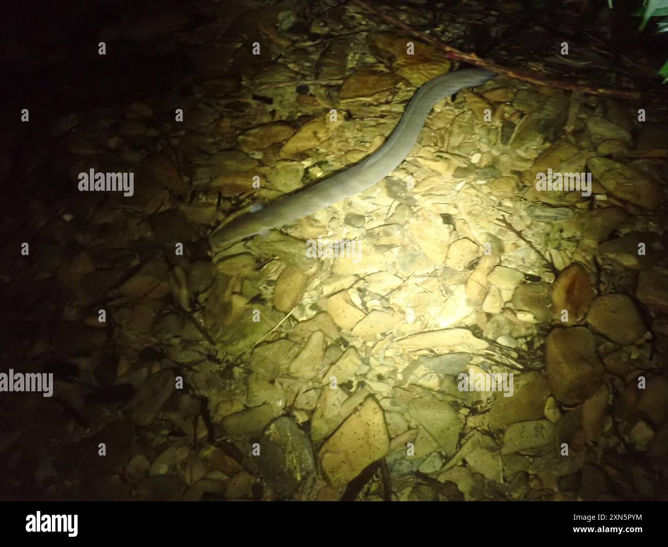 Short-finned Eel (Anguilla australis) Actinopterygii Stock Photo - Alamy