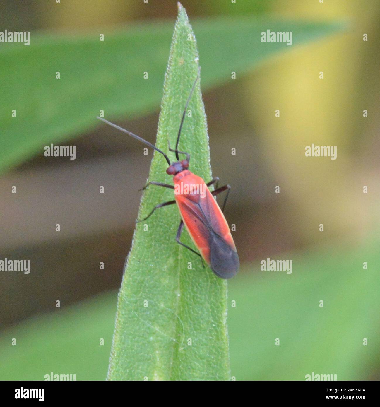 Scarlet Plant Bugs (Lopidea) Insecta Stock Photo - Alamy