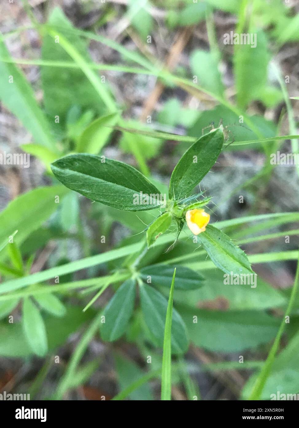 sidebeak pencilflower (Stylosanthes biflora) Plantae Stock Photo - Alamy