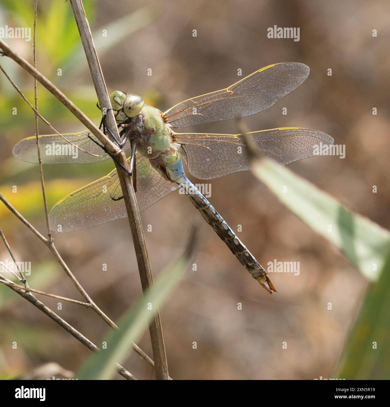Common Green Darner (Anax junius) Insecta Stock Photo - Alamy