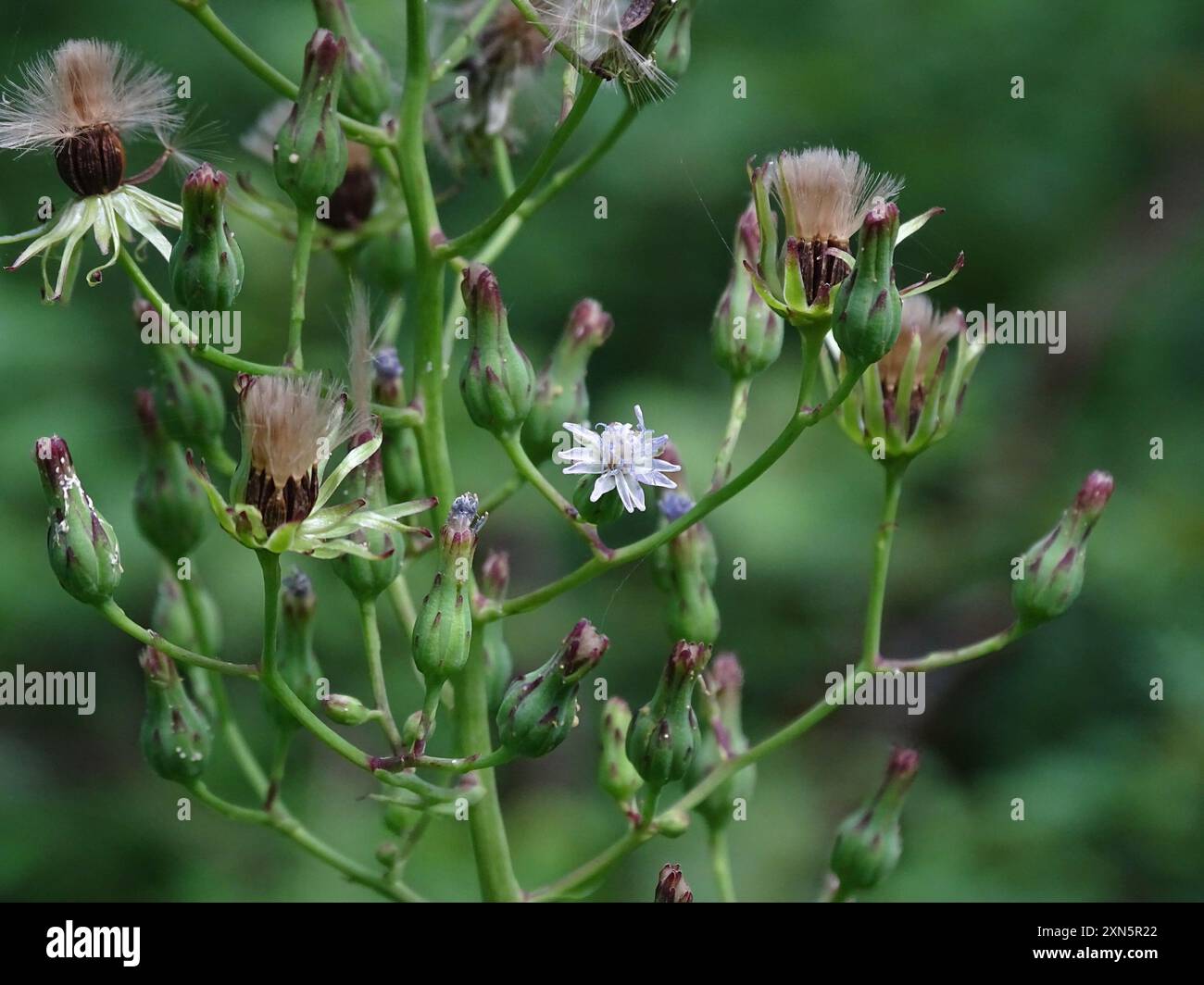 tall blue lettuce (Lactuca biennis) Plantae Stock Photo - Alamy
