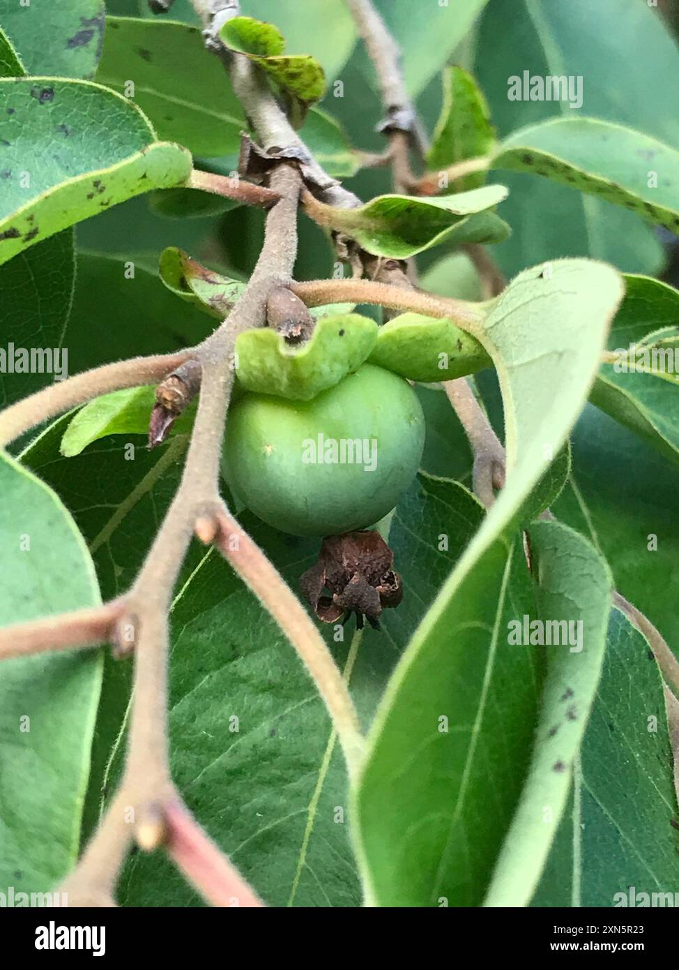 American persimmon (Diospyros virginiana) Plantae Stock Photo - Alamy