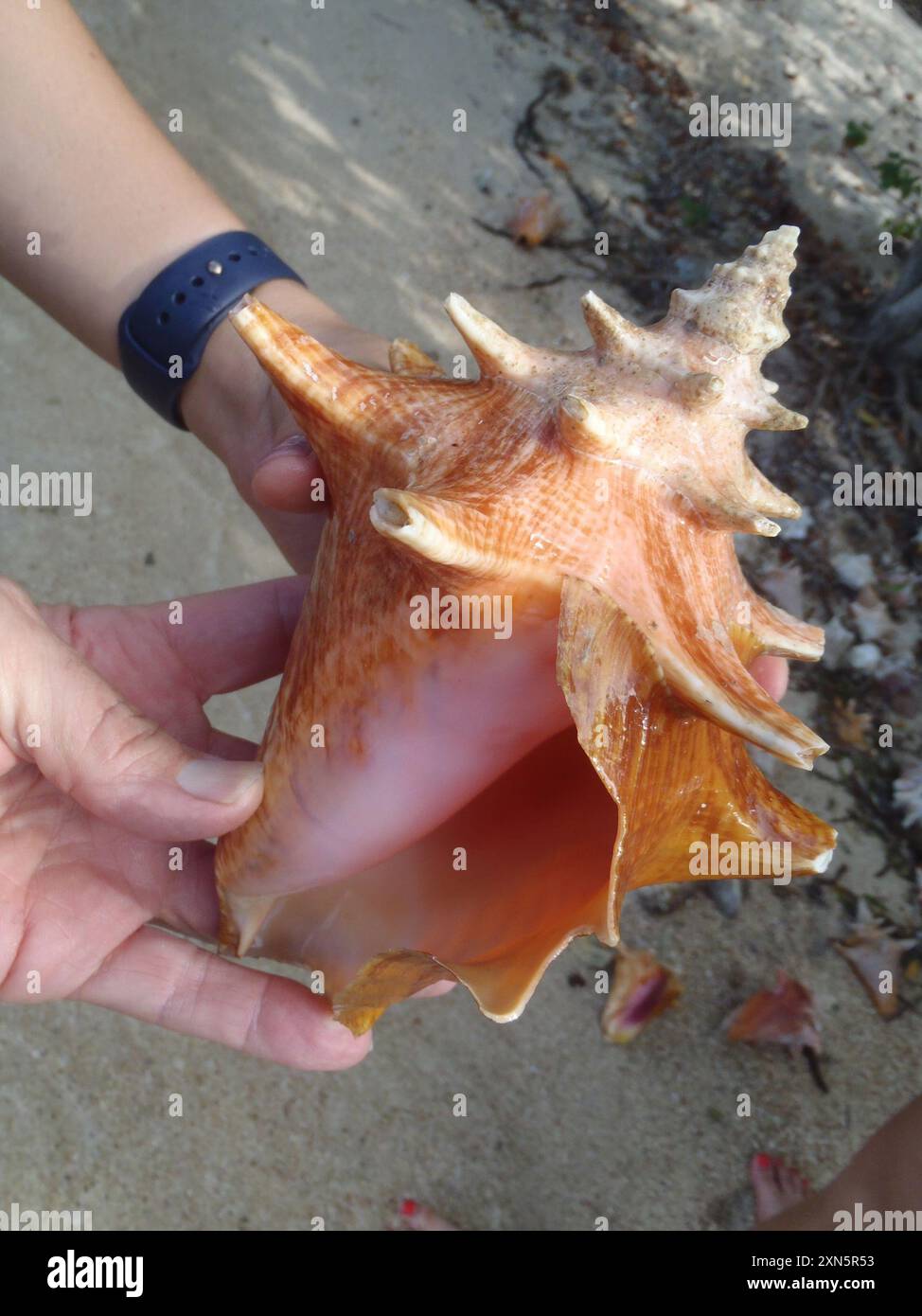 Queen Conch (Aliger gigas) Mollusca Stock Photo - Alamy