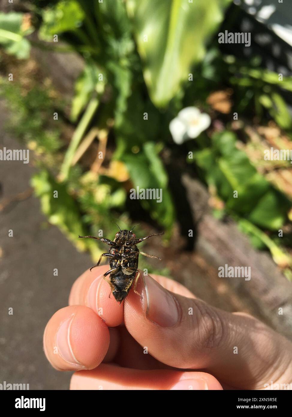 Variable Cicada (Kikihia muta) Insecta Stock Photo - Alamy