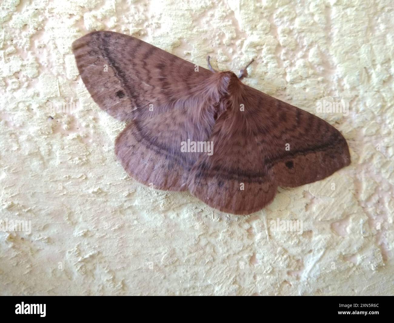 Eupterote hi-res stock photography and images - Alamy