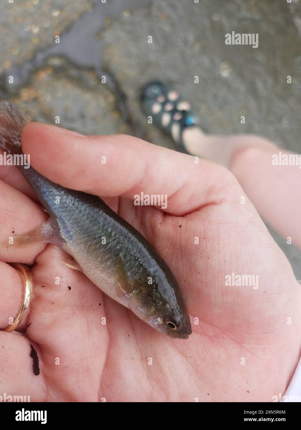 Mummichog (Fundulus heteroclitus) Actinopterygii Stock Photo - Alamy