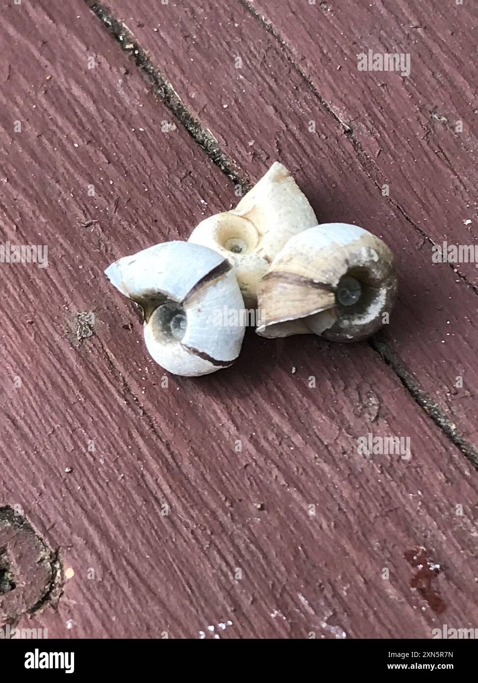 Ramshorn snails (Planorbidae) Mollusca Stock Photo - Alamy