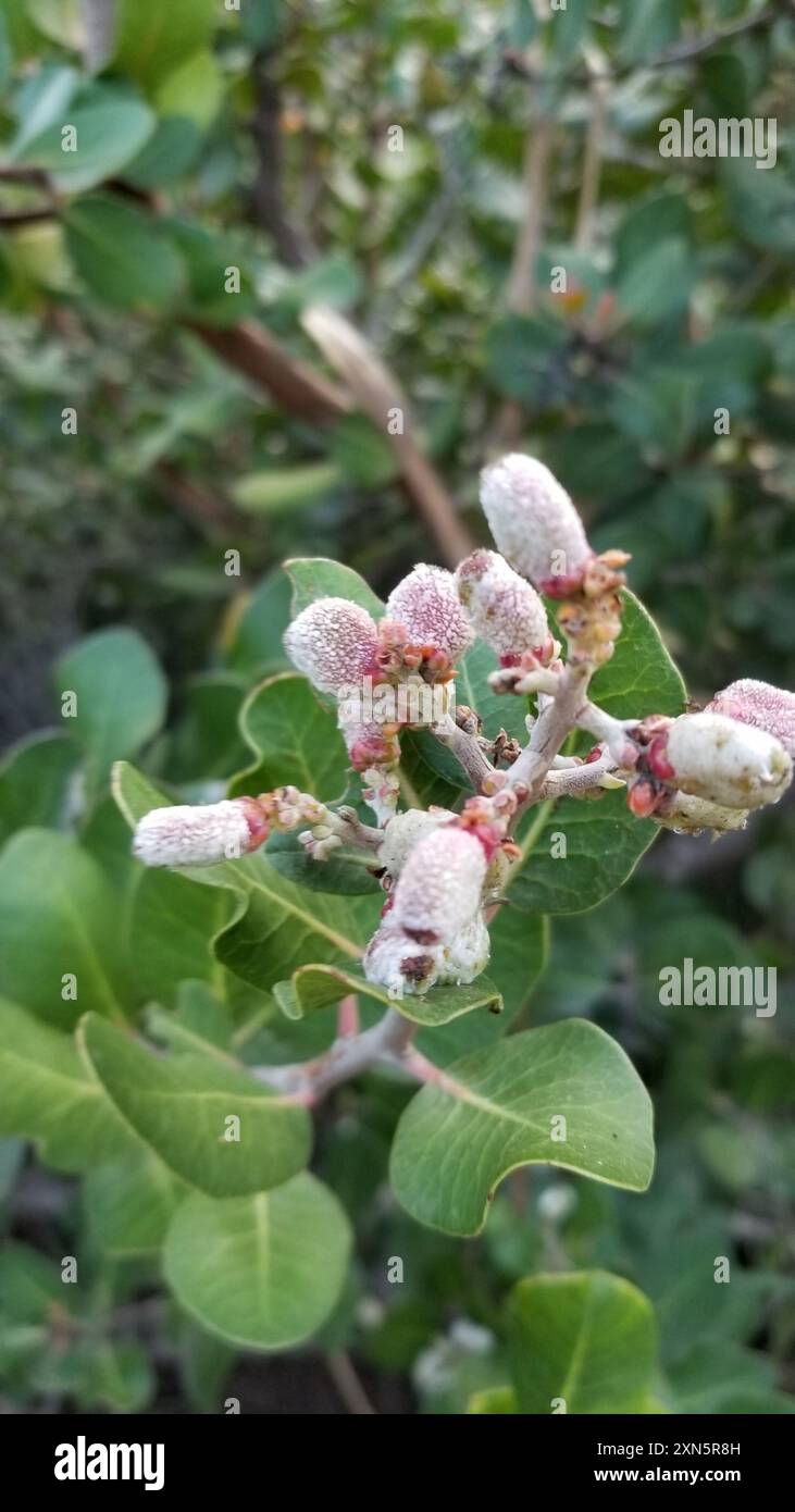 lemonade berry (Rhus integrifolia) Plantae Stock Photo - Alamy