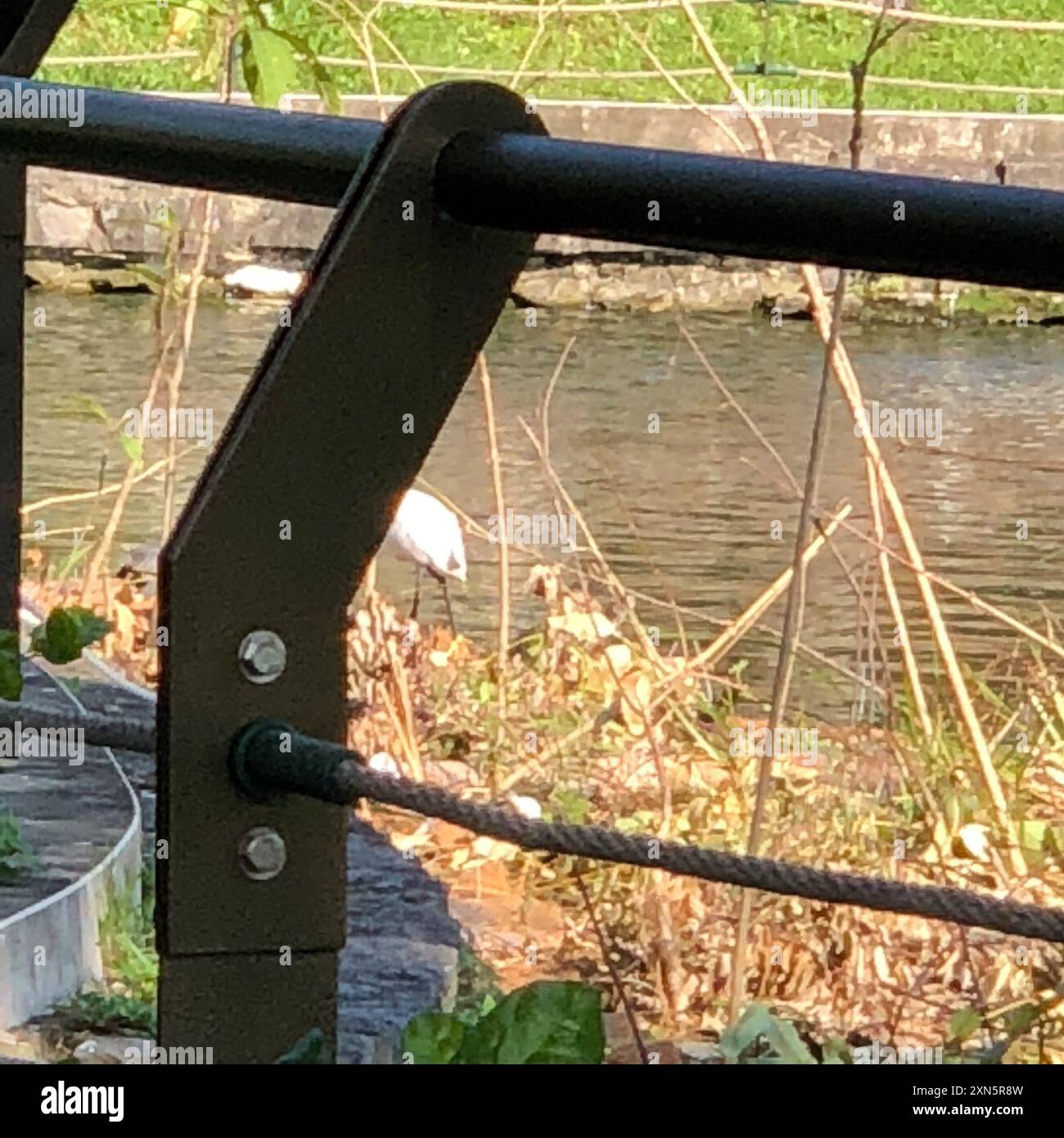 Herons, Egrets, and Bitterns (Ardeidae) Aves Stock Photo - Alamy