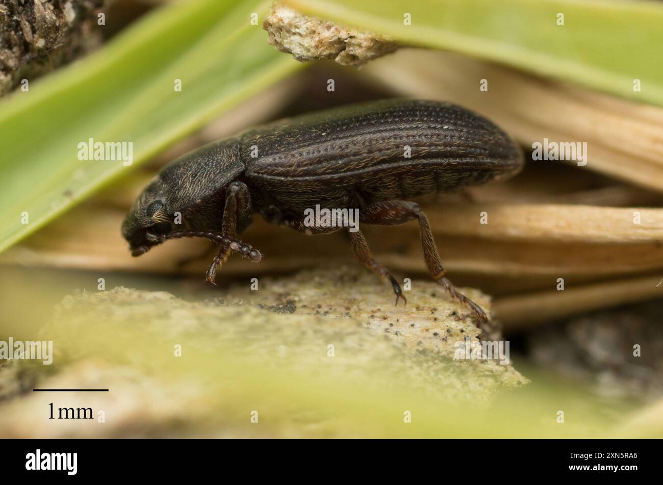 Darkling Beetles (Tenebrionidae) Insecta Stock Photo - Alamy
