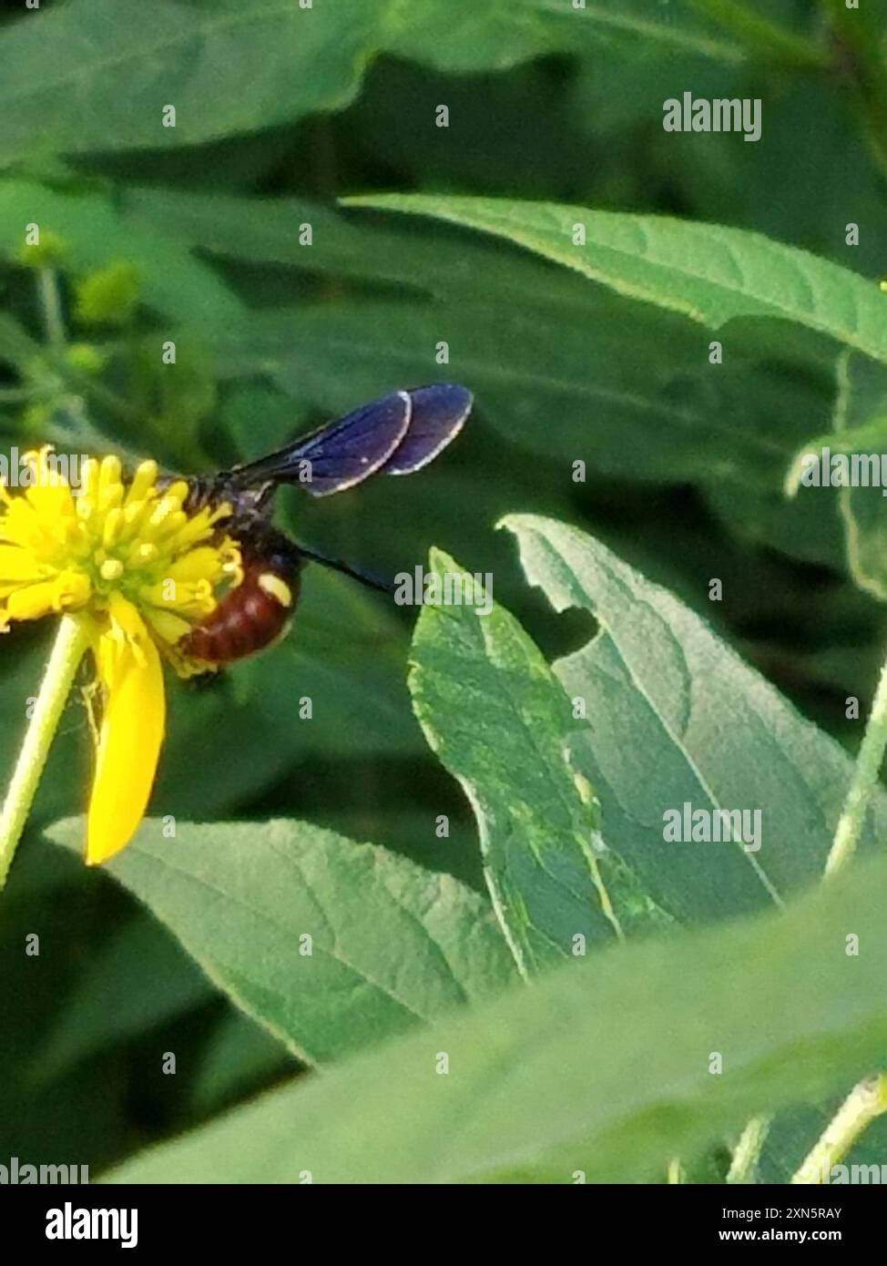 Blue-winged Scoliid Wasp (Scolia dubia) Insecta Stock Photo - Alamy