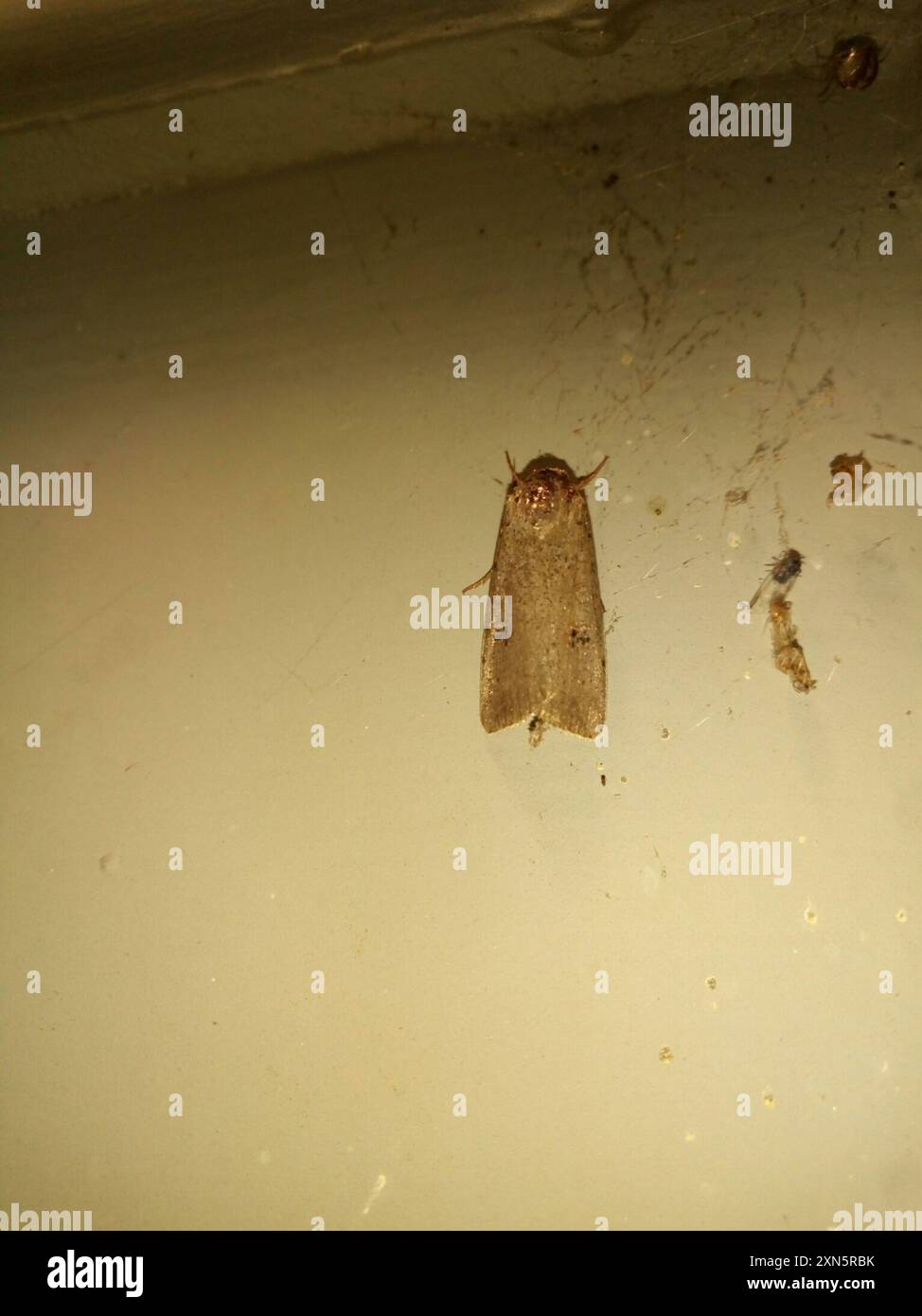 Simple Dart (Anicla simplicius) Insecta Stock Photo - Alamy