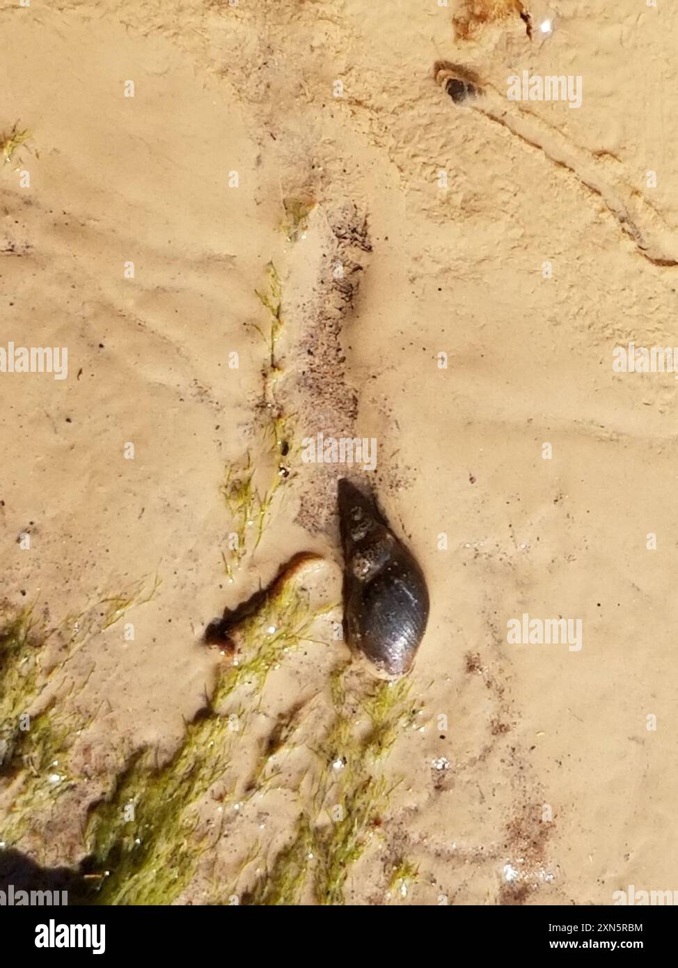 Pond and Melantho Snails (Lymnaeidae) Mollusca Stock Photo - Alamy