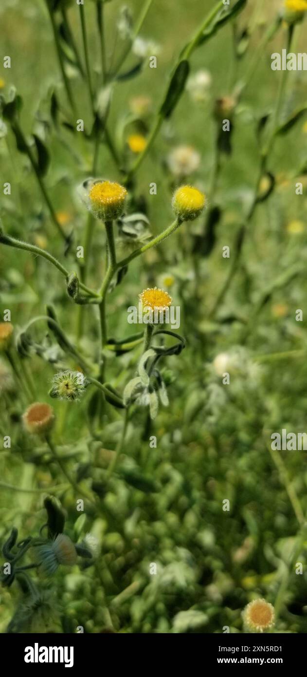 Spanish False Fleabane (Pulicaria paludosa) Plantae Stock Photo - Alamy