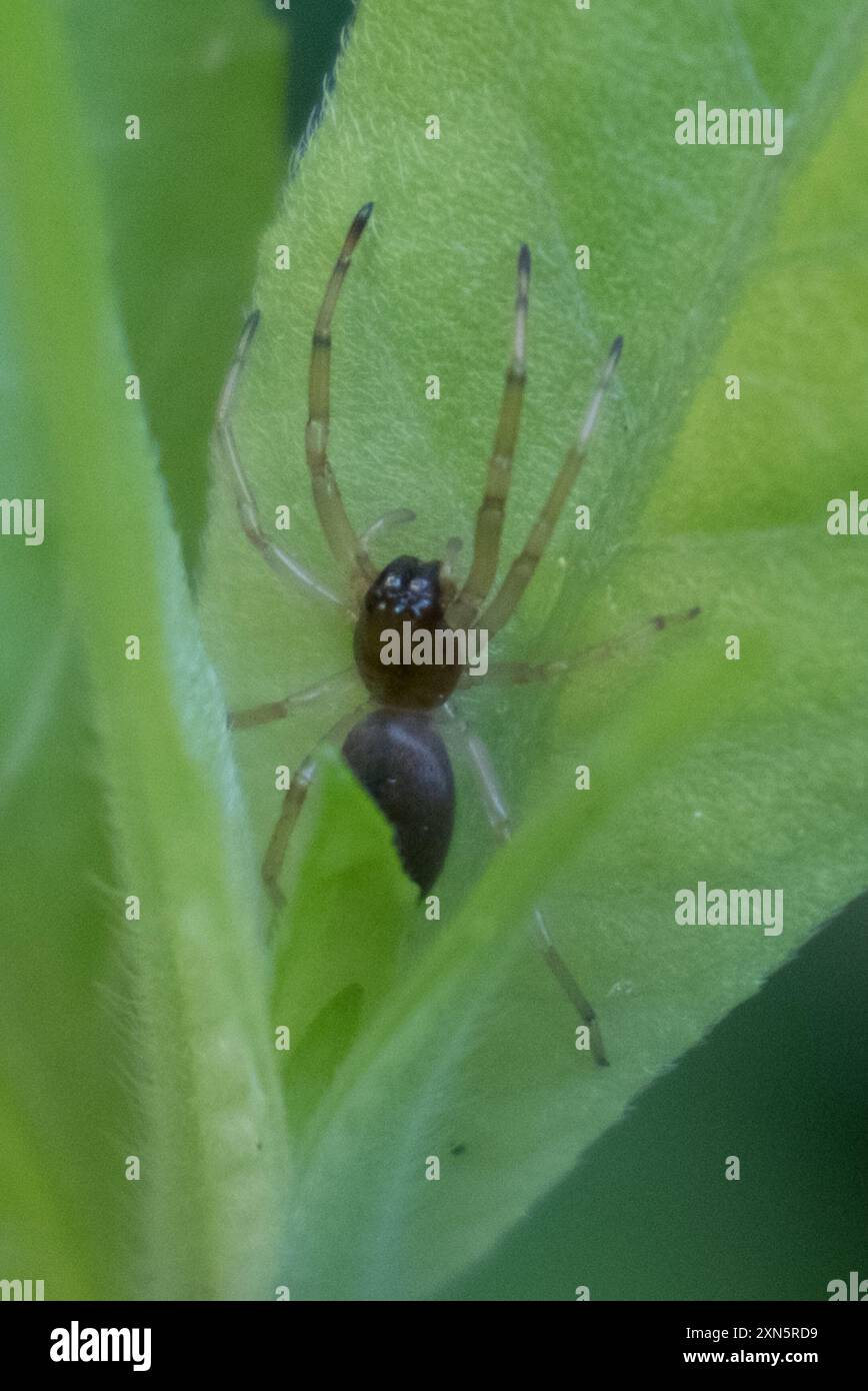 Broad-faced Sac Spider (Trachelas tranquillus) Arachnida Stock Photo ...