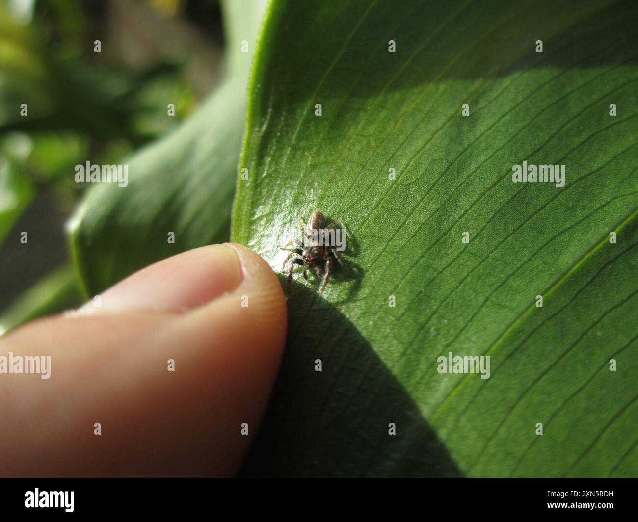 Opisthoncus polyphemus hi-res stock photography and images - Alamy