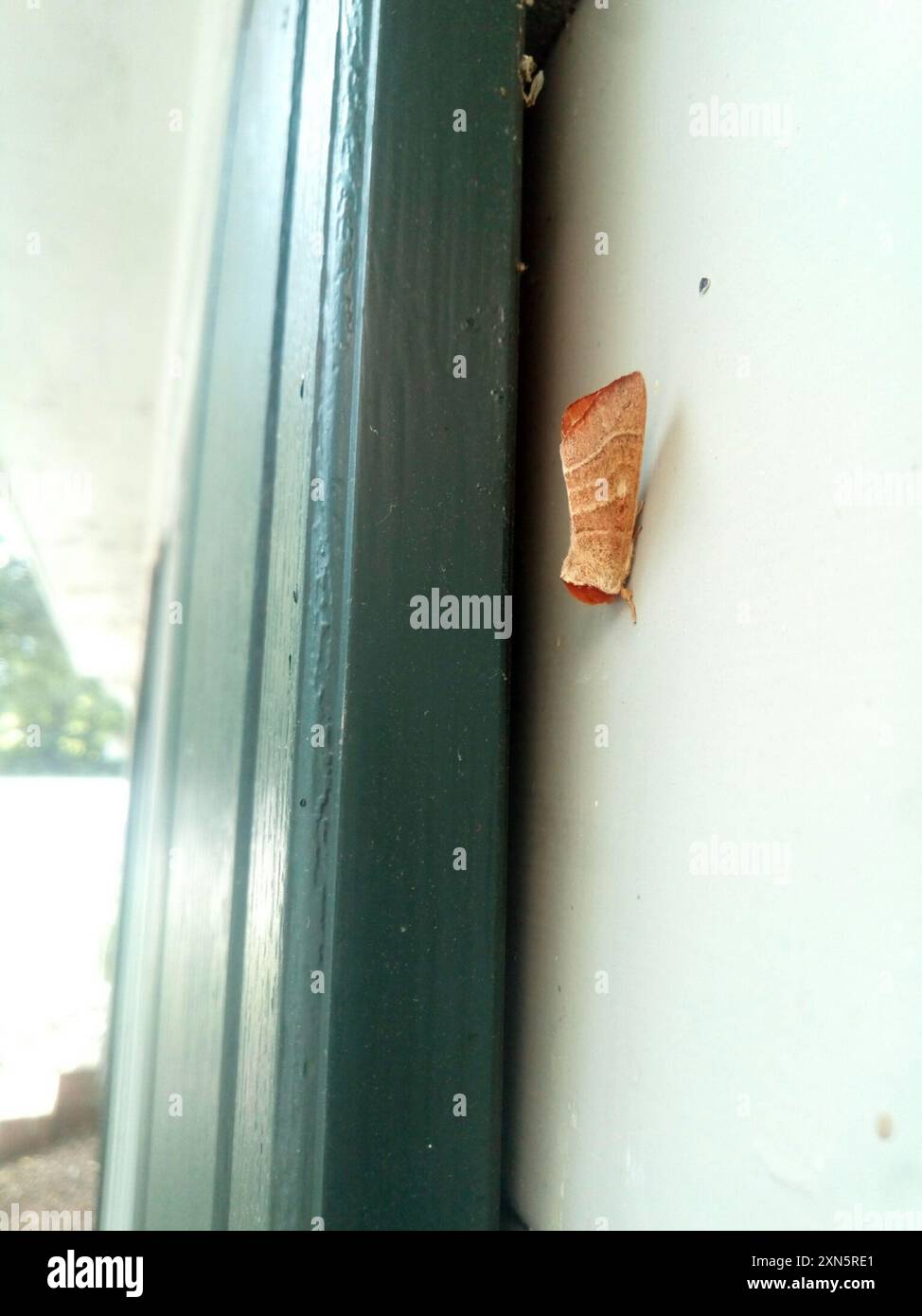 Walnut Caterpillar Moth (Datana integerrima) Insecta Stock Photo - Alamy